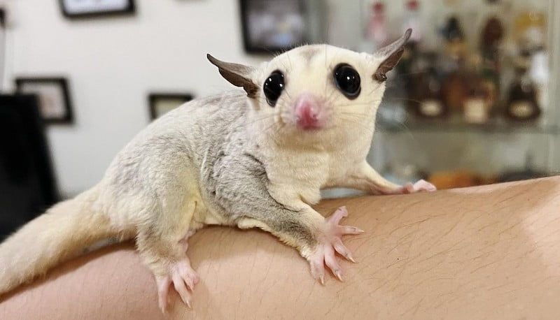 Sugar Glider: Karakteristik dan Cara Perawatannya » Danusyakti