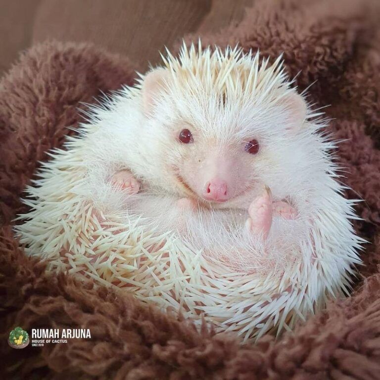 Landak Mini: Karakteristik dan Cara Perawatannya » Danusyakti