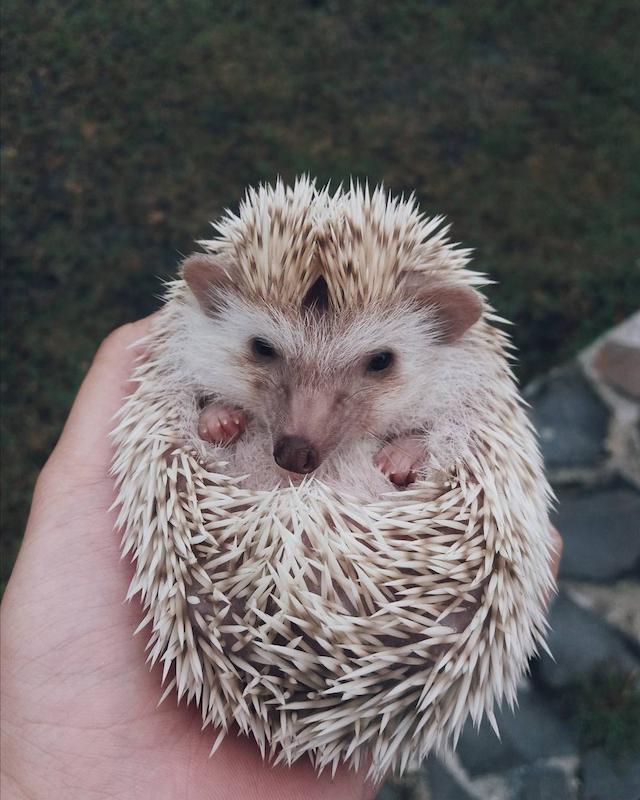 Landak Mini: Karakteristik dan Cara Perawatannya » Danusyakti