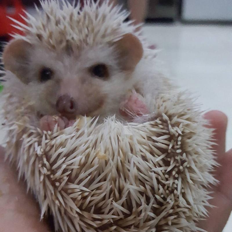 Landak Mini: Karakteristik dan Cara Perawatannya » Danusyakti