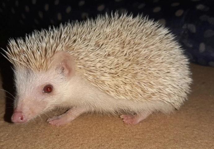 Landak Mini: Karakteristik dan Cara Perawatannya » Danusyakti