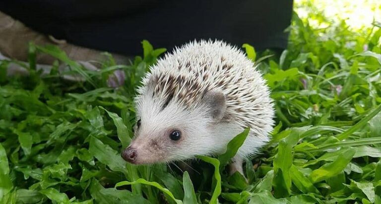 Landak Mini: Karakteristik dan Cara Perawatannya » Danusyakti