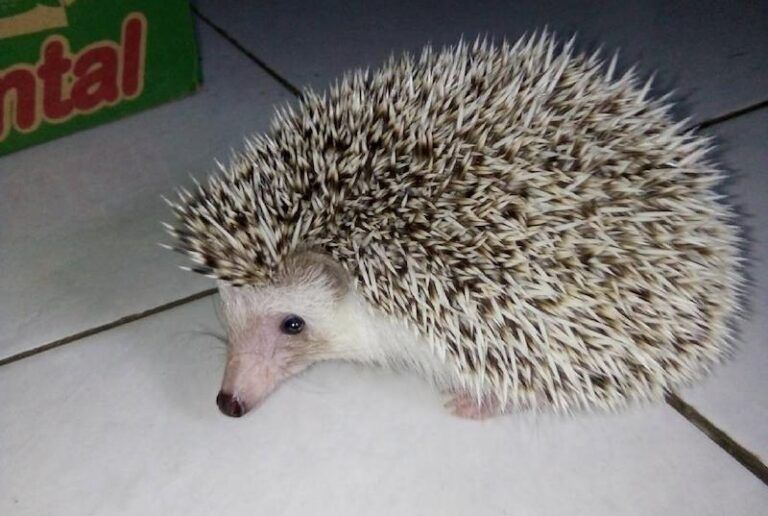 Landak Mini: Karakteristik dan Cara Perawatannya » Danusyakti