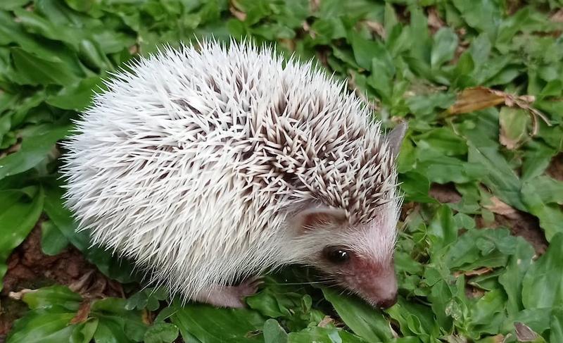 Landak Mini: Karakteristik dan Cara Perawatannya » Danusyakti