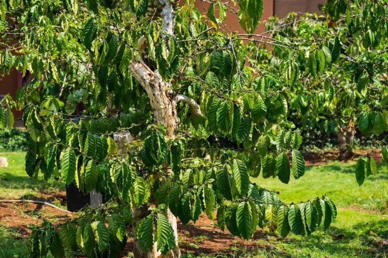 Kopi Excelsa: Asal-usul dan Karakteristik » Danusyakti