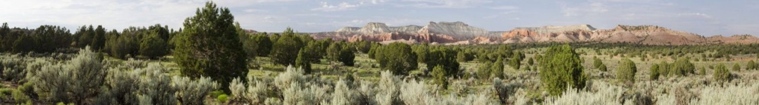 NativeSeed Group