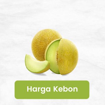 Jual Melon Sky Rocket | Sayurbox