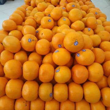 Jual Jeruk Phoenix Impor | Sayurbox