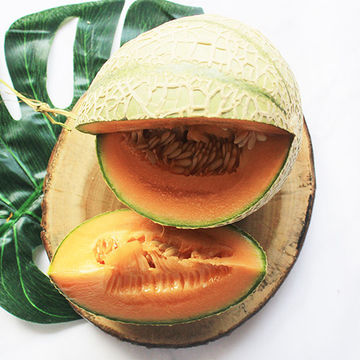 Jual Melon Rangipo Zebra Mini Hidroponik | Sayurbox