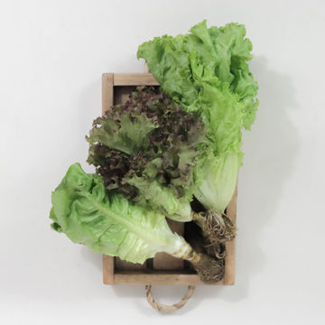 Jual Trio Lettuce Hidroponik | Sayurbox