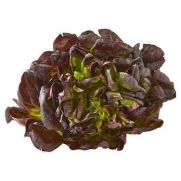 Jual Salanova Butter Red Hidroponik | Sayurbox