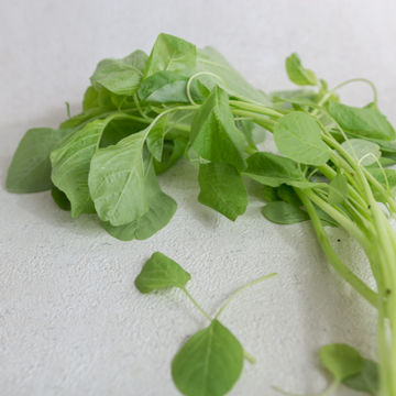 Jual Bayam Hijau Hidroponik | Sayurbox