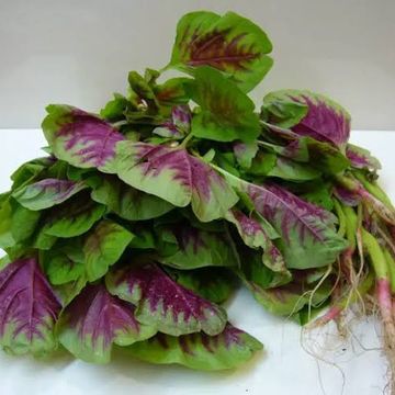 Jual Bayam Batik | Sayurbox