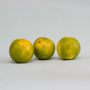 Jual Jeruk Java | Sayurbox