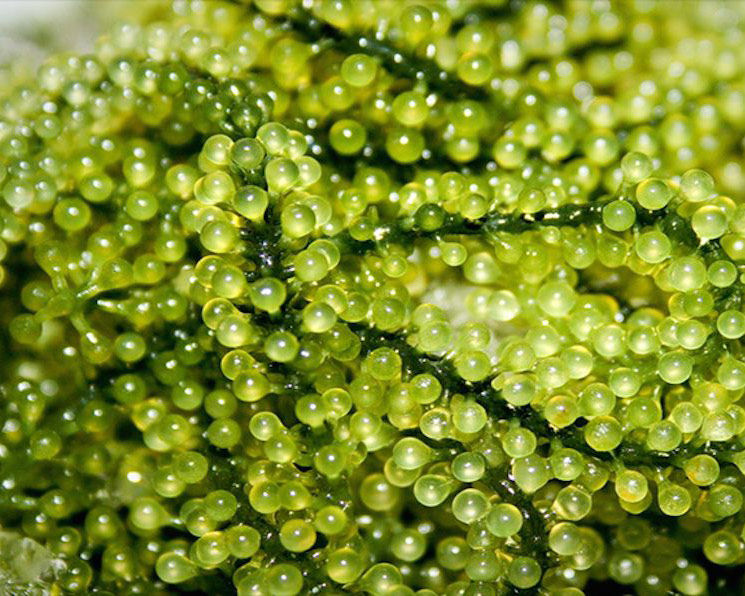 9 Manfaat Sea Grapes yang Perlu Kamu Tahu | Sayurbox