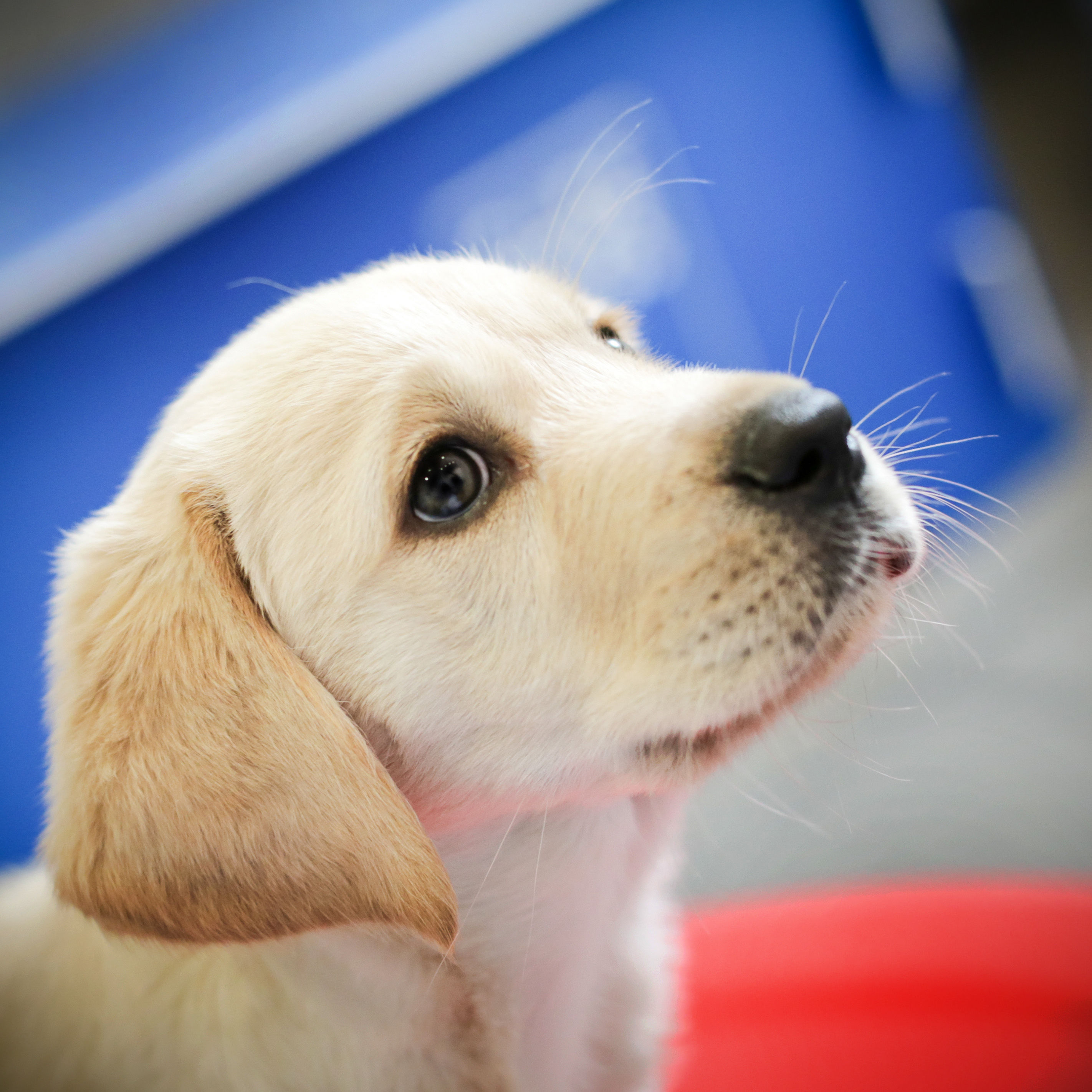 Respite Dog Fosterer St Albans | GoVolHerts