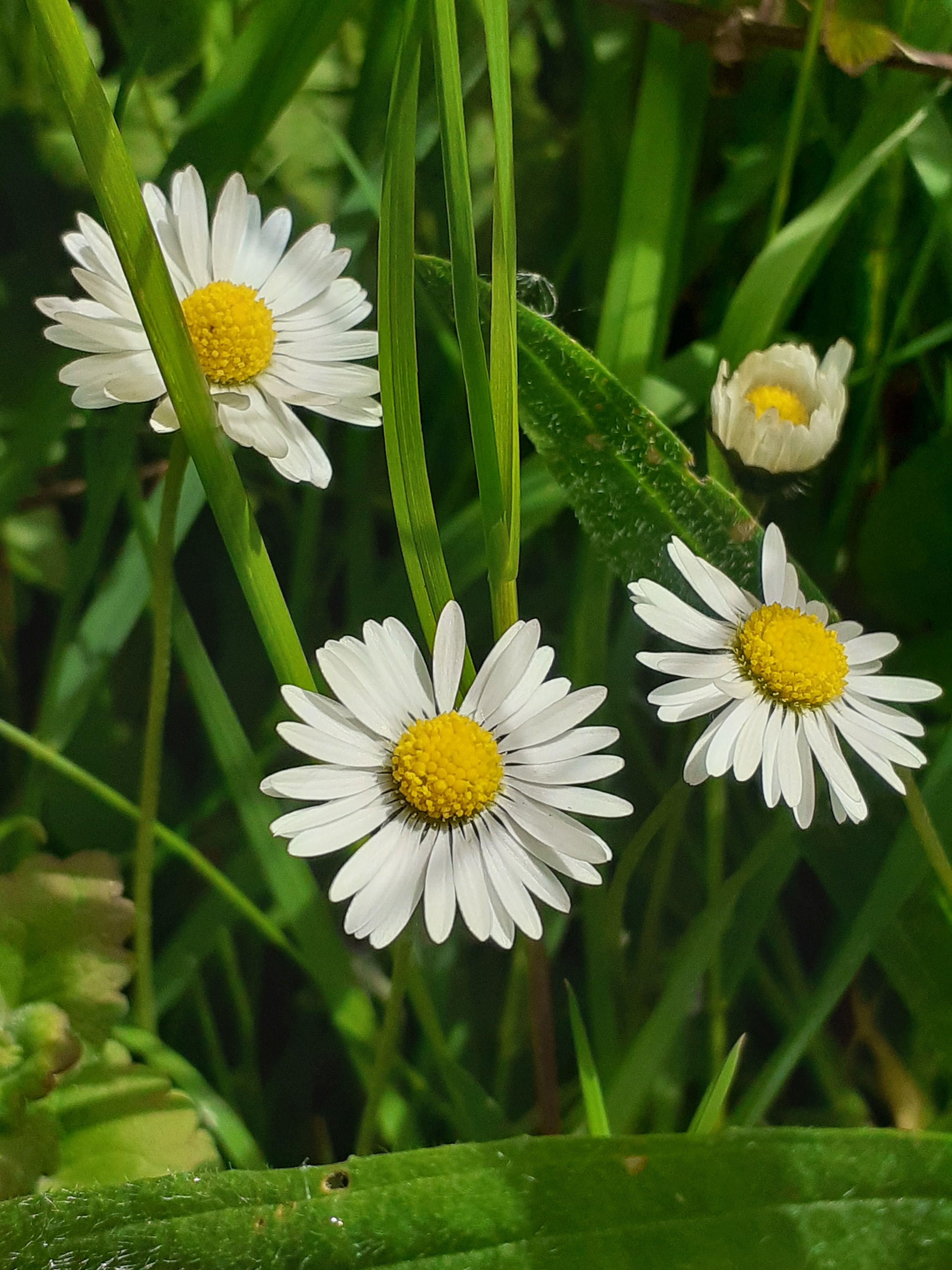Hedge Restoration - Friday 27 February - Hucclecote Meadows | Go ...