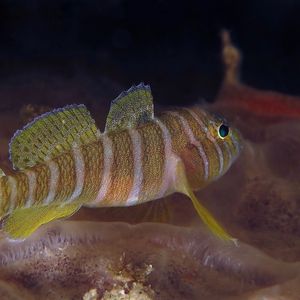 十二条虾虎鱼 Priolepis cincta 海洋生物照片 | 潜水时光 Lazydiving