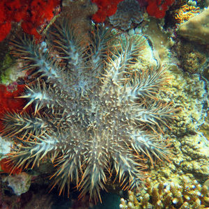 棘冠海星 Acanthaster planci 海洋生物照片 | 潜水时光 Lazydiving