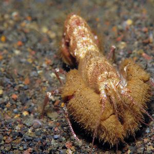 枪虾科 Alpheidae 海洋生物照片 | 潜水时光 Lazydiving