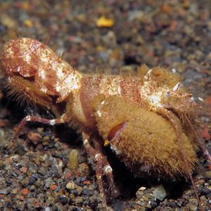 枪虾科 Alpheidae 海洋生物照片 | 潜水时光 Lazydiving