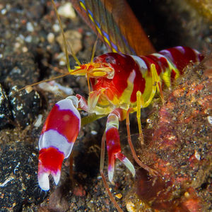 Alpheus 海洋生物照片 | 潜水时光 Lazydiving