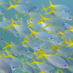 黄尾梅鲷 Caesio cuning 海洋生物照片 | 潜水时光 Lazydiving