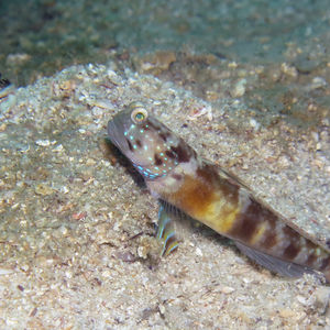 Cryptocentrus 海洋生物照片 | 潜水时光 Lazydiving