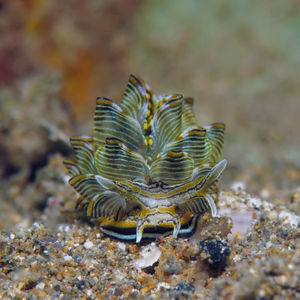 美叶海兔 Cyerce 海洋生物照片 | 潜水时光 Lazydiving