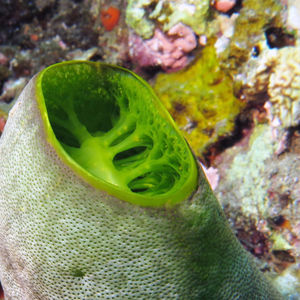 Didemnum 海洋生物照片 | 潜水时光 Lazydiving