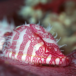 Diminovula 海洋生物照片 | 潜水时光 Lazydiving