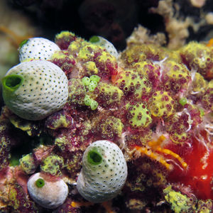 海鞘 Ascidiacea 海洋生物照片 | 潜水时光 Lazydiving