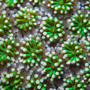 刺胞动物门 Cnidaria 海洋生物照片 | 潜水时光 Lazydiving