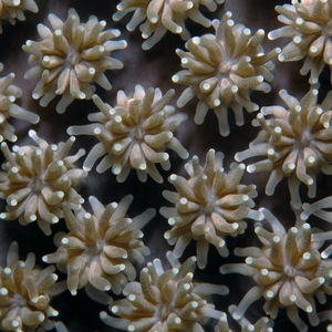 刺胞动物门 Cnidaria 海洋生物照片 | 潜水时光 Lazydiving