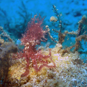 章鱼 Octopus 海洋生物照片 | 潜水时光 Lazydiving