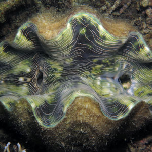 Hippopus 海洋生物照片 | 潜水时光 Lazydiving