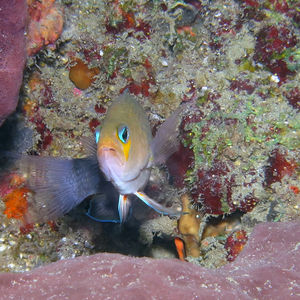 长鳍拟雀鲷 Manonichthys polynemus 海洋生物照片 | 潜水时光 Lazydiving