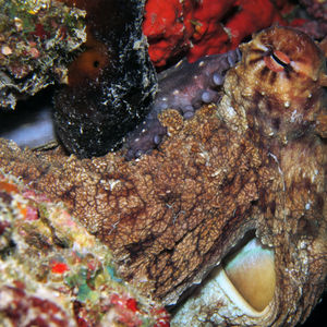 章鱼 Octopus 海洋生物照片 | 潜水时光 Lazydiving