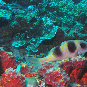 Parupeneus 海洋生物照片 | 潜水时光 Lazydiving