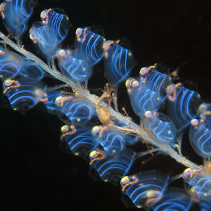 海鞘 Ascidiacea 海洋生物照片 | 潜水时光 Lazydiving