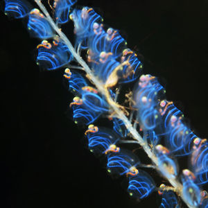 Perophora 海洋生物照片 | 潜水时光 Lazydiving