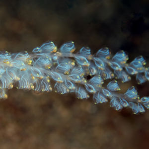 Perophora 海洋生物照片 | 潜水时光 Lazydiving