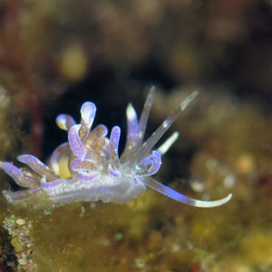 灰翼海蛞蝓 Phyllodesmium 海洋生物照片 | 潜水时光 Lazydiving