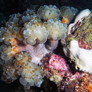 刺胞动物门 Cnidaria 海洋生物照片 | 潜水时光 Lazydiving