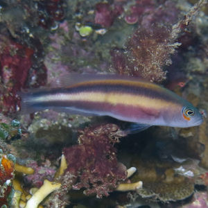 Pseudochromis 海洋生物照片 | 潜水时光 Lazydiving