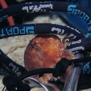 章鱼乌贼鱿鱼 Cephalopoda 海洋生物照片 | 潜水时光 Lazydiving