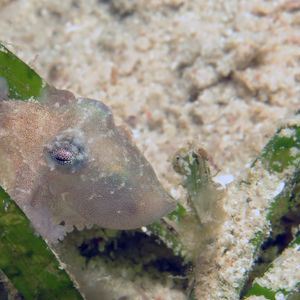 章鱼 Octopus 海洋生物照片 | 潜水时光 Lazydiving