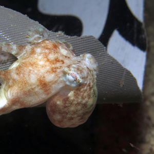 章鱼 Octopus 海洋生物照片 | 潜水时光 Lazydiving