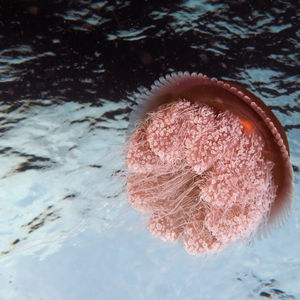 刺胞动物门 Cnidaria 下属海洋物种 | 潜水时光 Lazydiving