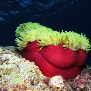 刺胞动物门 Cnidaria 下属海洋物种 | 潜水时光 Lazydiving
